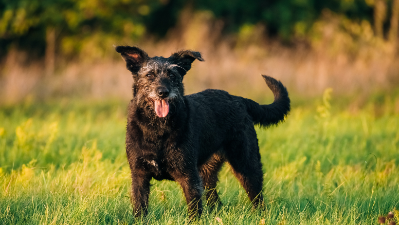 Oudere hond en beweging | 5 Tips - Happy Dog Academy